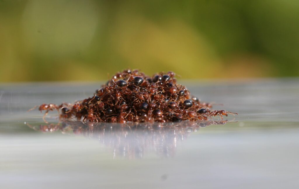 Mierenkolonie drijft als vlot op water | KIJK Magazine