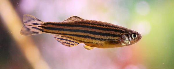 Camouflage van inktvis en zebravis nagebootst | KIJK Magazine