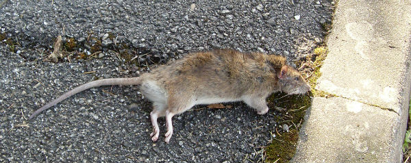 KORT: hersenactiviteit gezien bij dode ratten | KIJK Magazine