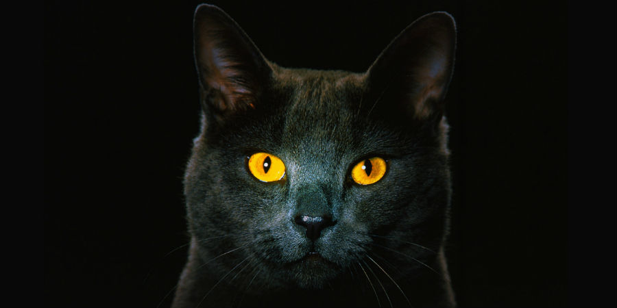 Waarom krijgen katten gele ogen op de foto? | KIJK Magazine
