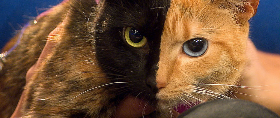 Chimerisme: twee mensen in een lichaam | KIJK Magazine