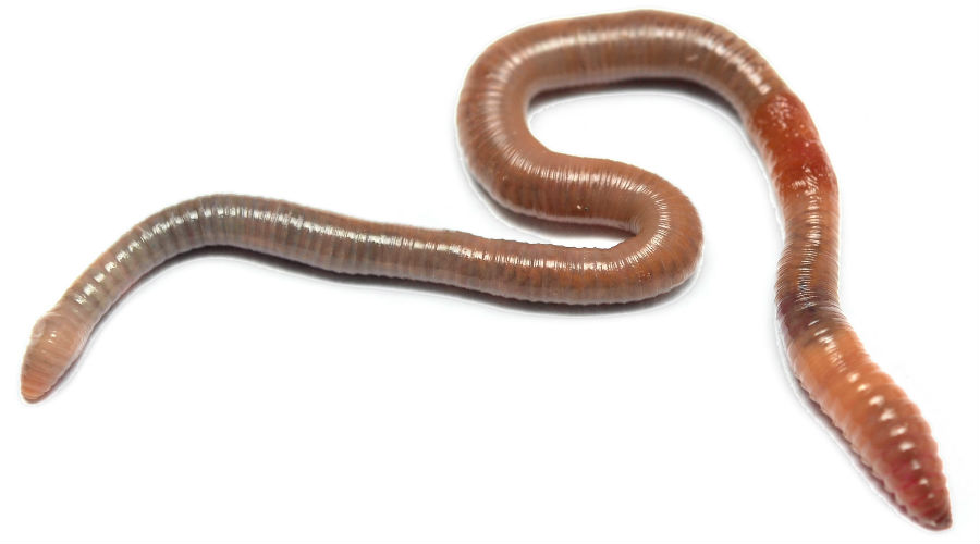 Hoe blijft een gehalveerde regenworm in leven? | KIJK Magazine