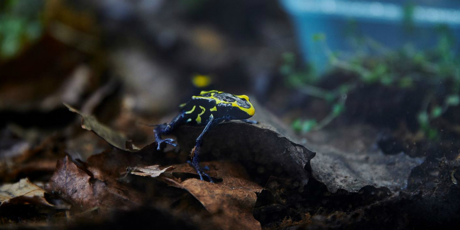 Gifkikker lift mee op succes van soortgenoot | KIJK Magazine