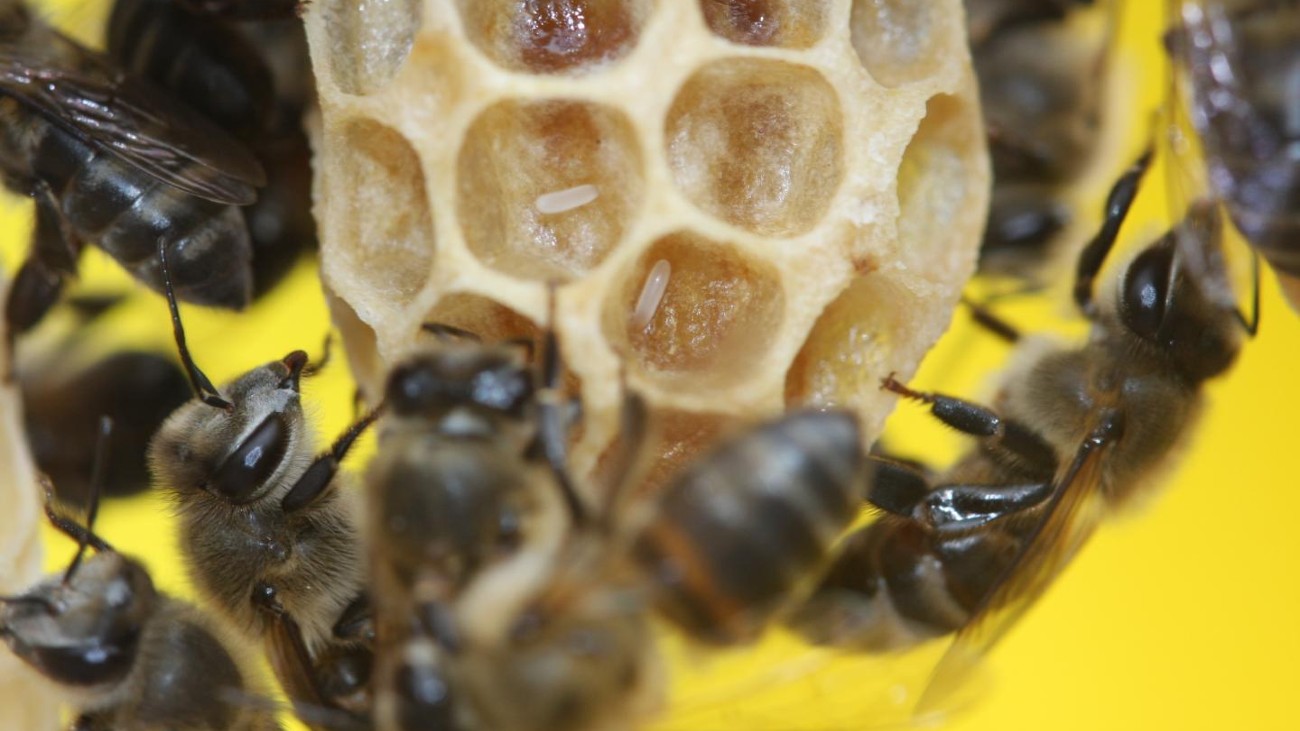 Gen maagdelijke geboorte honingbij ontdekt | KIJK Magazine
