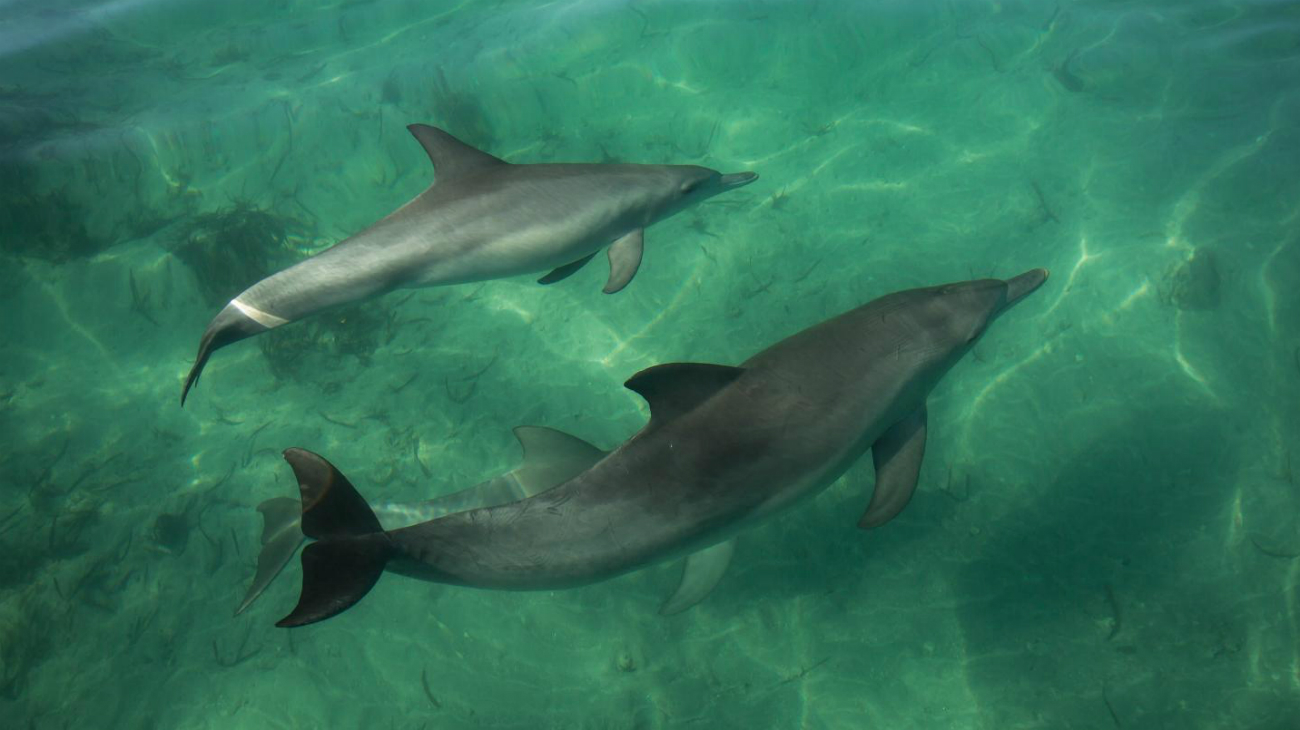Dolfijnen leren ook van leeftijdsgenoten | KIJK Magazine