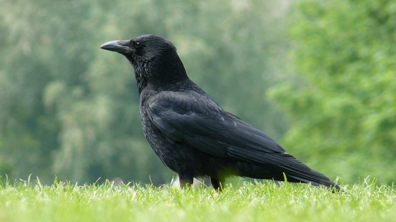 Primeur: bewustzijn in kraaienbrein gemeten | KIJK Magazine