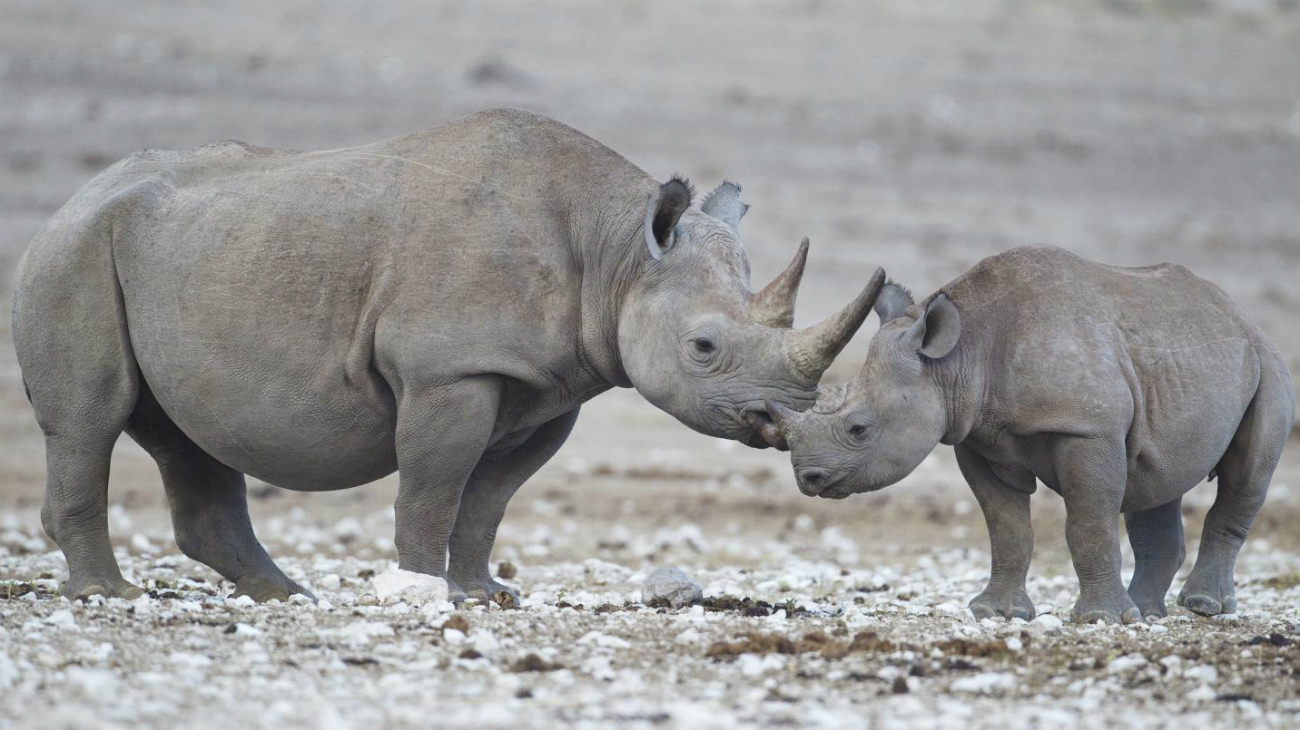 'Pootafdruksoftware' tegen neushoornstopers | KIJK Magazine