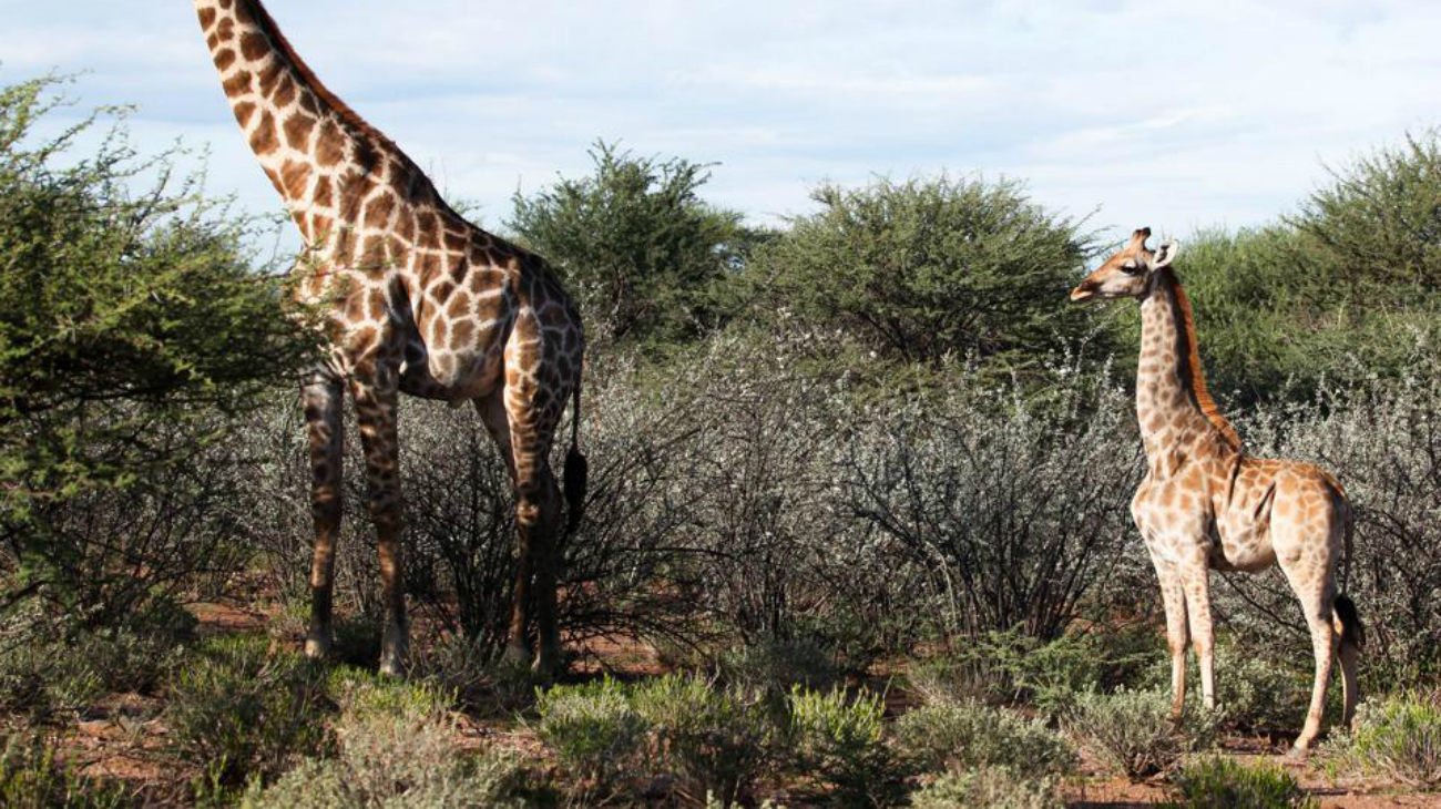 Dwerggiraffen gespot in Uganda en Namibië | KIJK Magazine